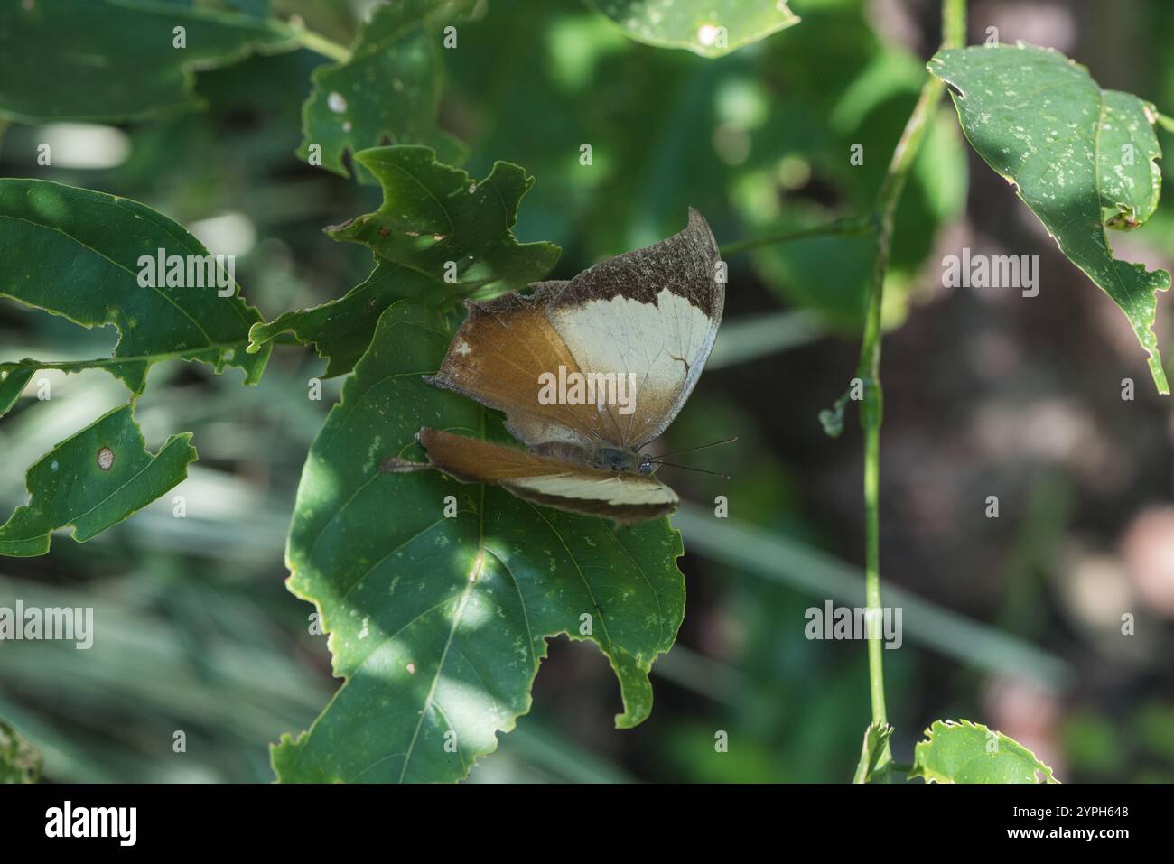 Pearly leafwing hi-res stock photography and images - Alamy