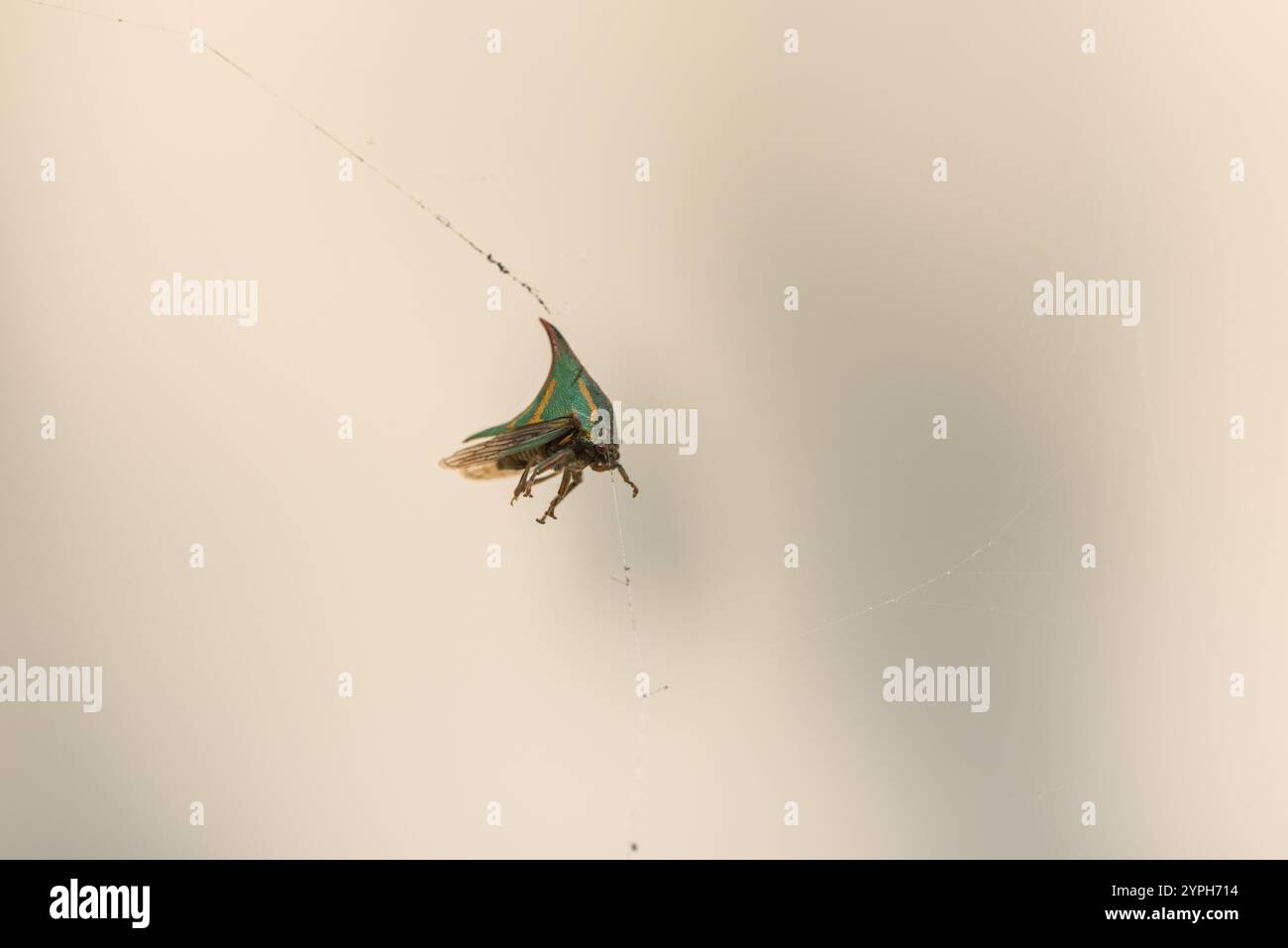 Thorn Treehopper (Umbonia crassicornis) in a spider's web at the Podosa ...