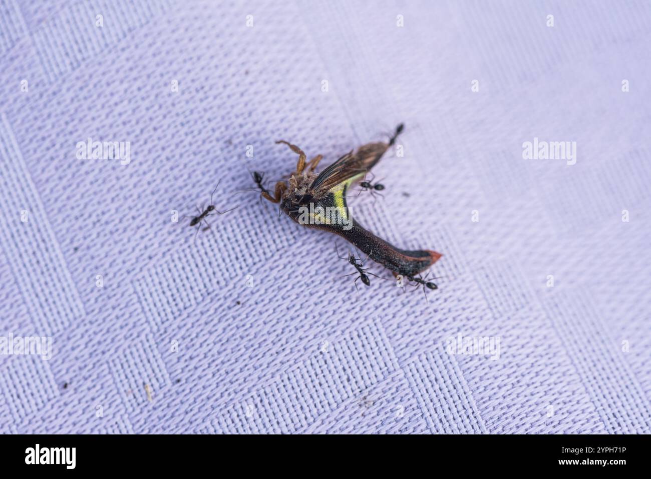 Dead Thorn Treehopper (Umbonia crassicornis) being attended by ants at ...