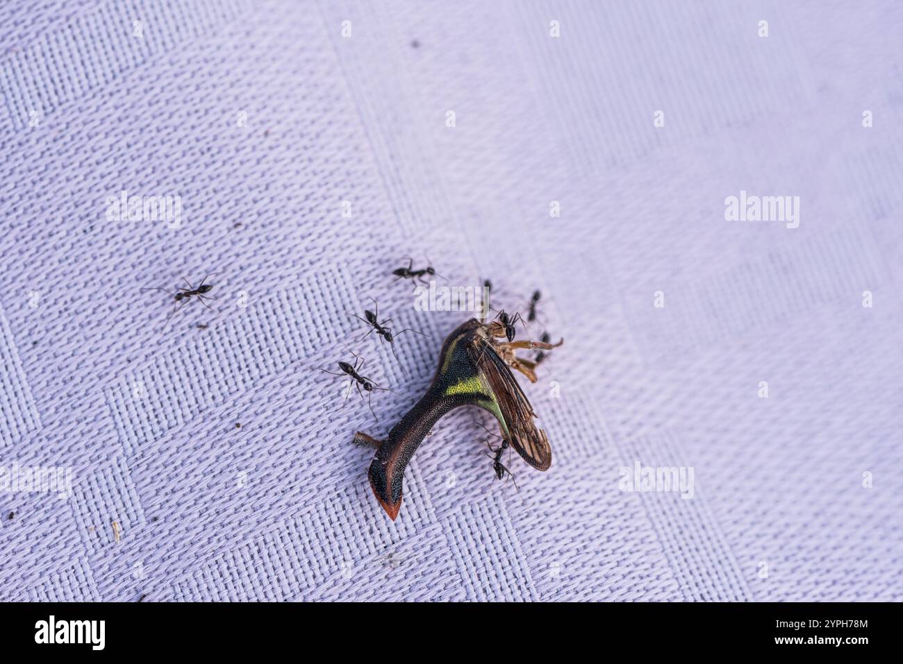 Dead Thorn Treehopper (Umbonia crassicornis) being attended by ants at ...