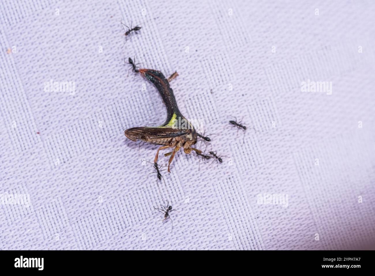 Dead Thorn Treehopper (Umbonia crassicornis) being attended by ants at ...
