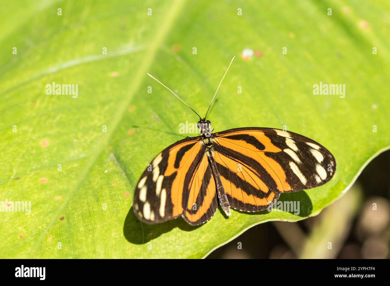 Perched Tiger Heliconian (Heliconius ismenius) on a leaf in Xalapa ...