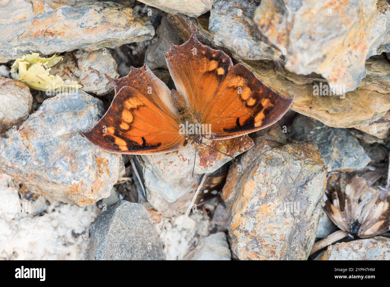 Dead Tropical Leafwing (Anaea aidea) near Bernal, Mexico Stock Photo ...