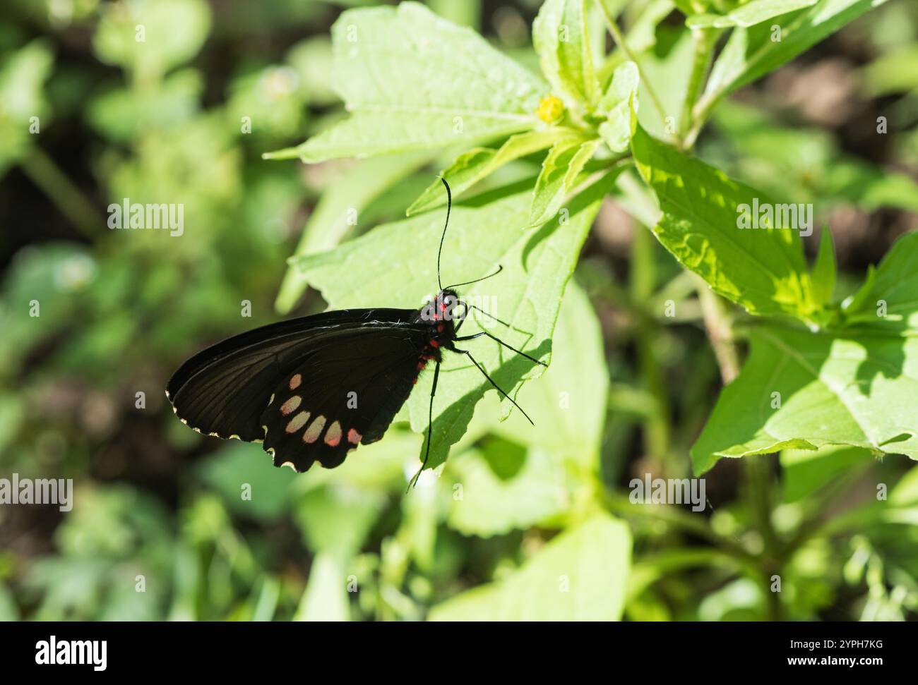 Parides erithalion hi-res stock photography and images - Alamy