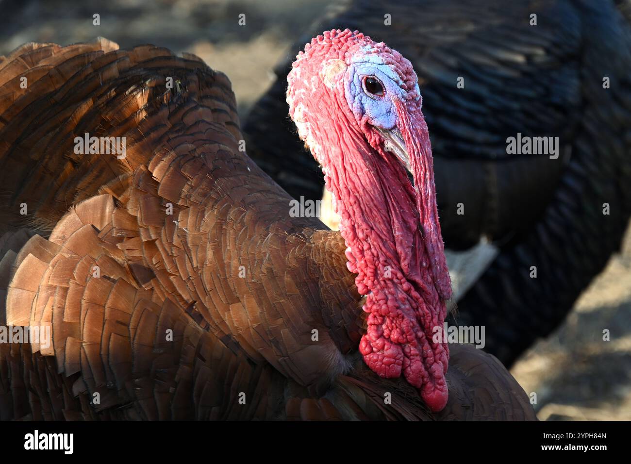 Portrait of a turkey outdoor with red wattle hanging from top of the ...
