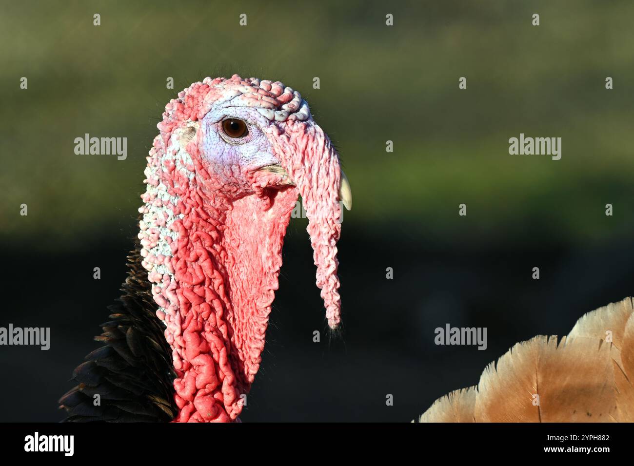 Close-up portrait of a male turkey outdoor with red wattle hanging from ...
