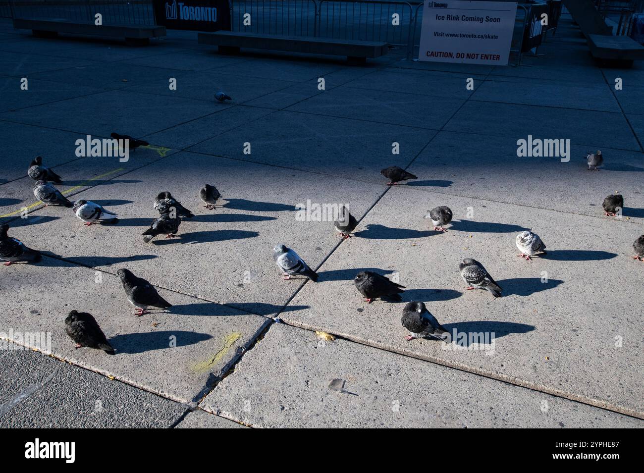 Pigeons known as rats of the sky standing by the rink at Nathan ...