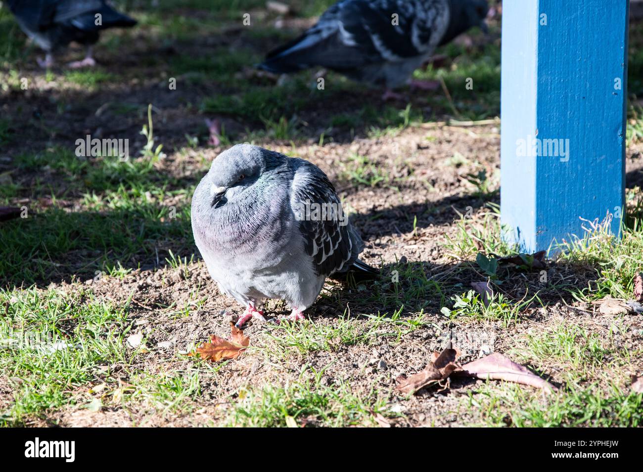 Bobbie birds hi-res stock photography and images - Alamy