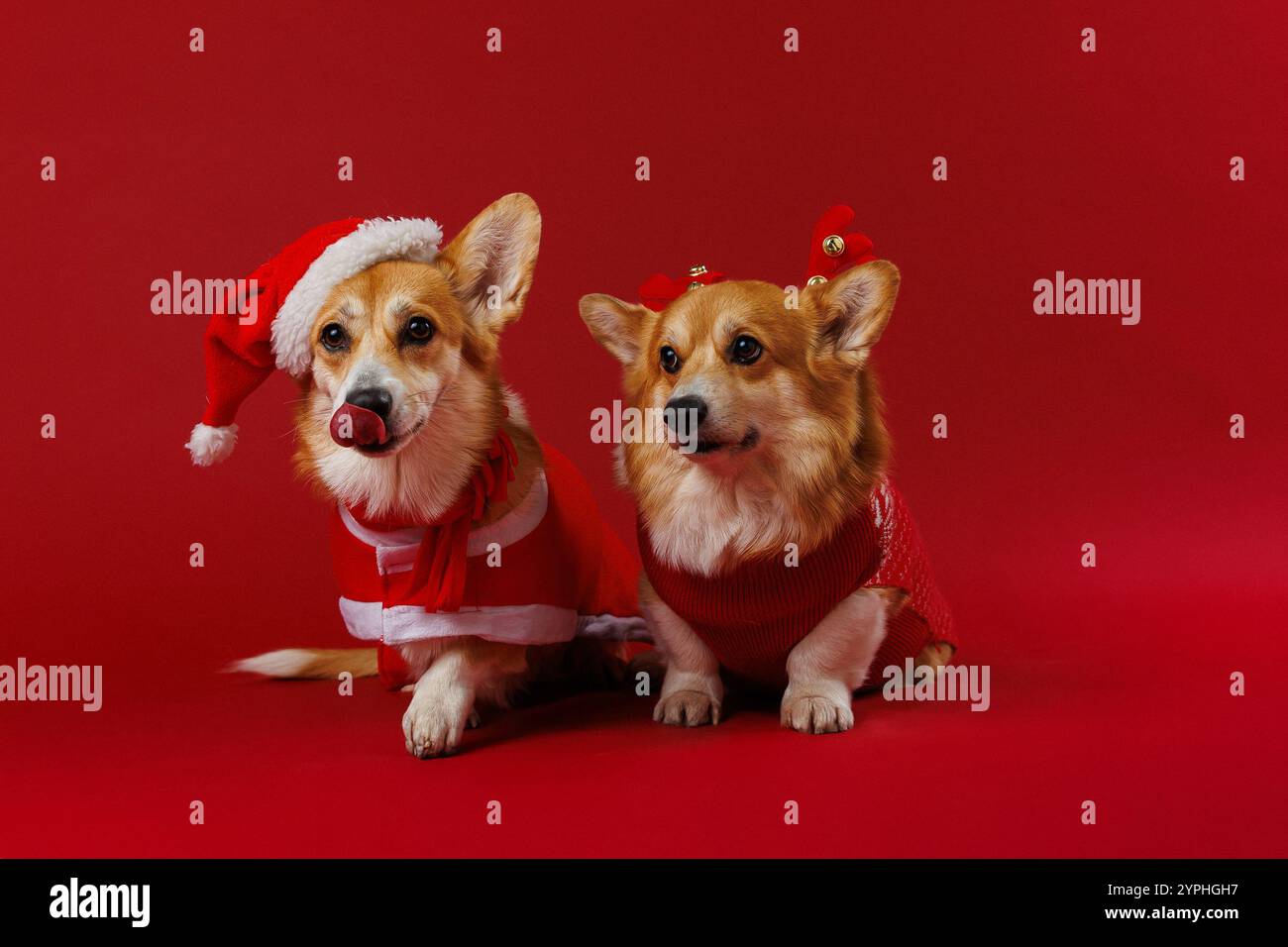 Adorable corgis in Santa and reindeer costumes bring festive joy and ...