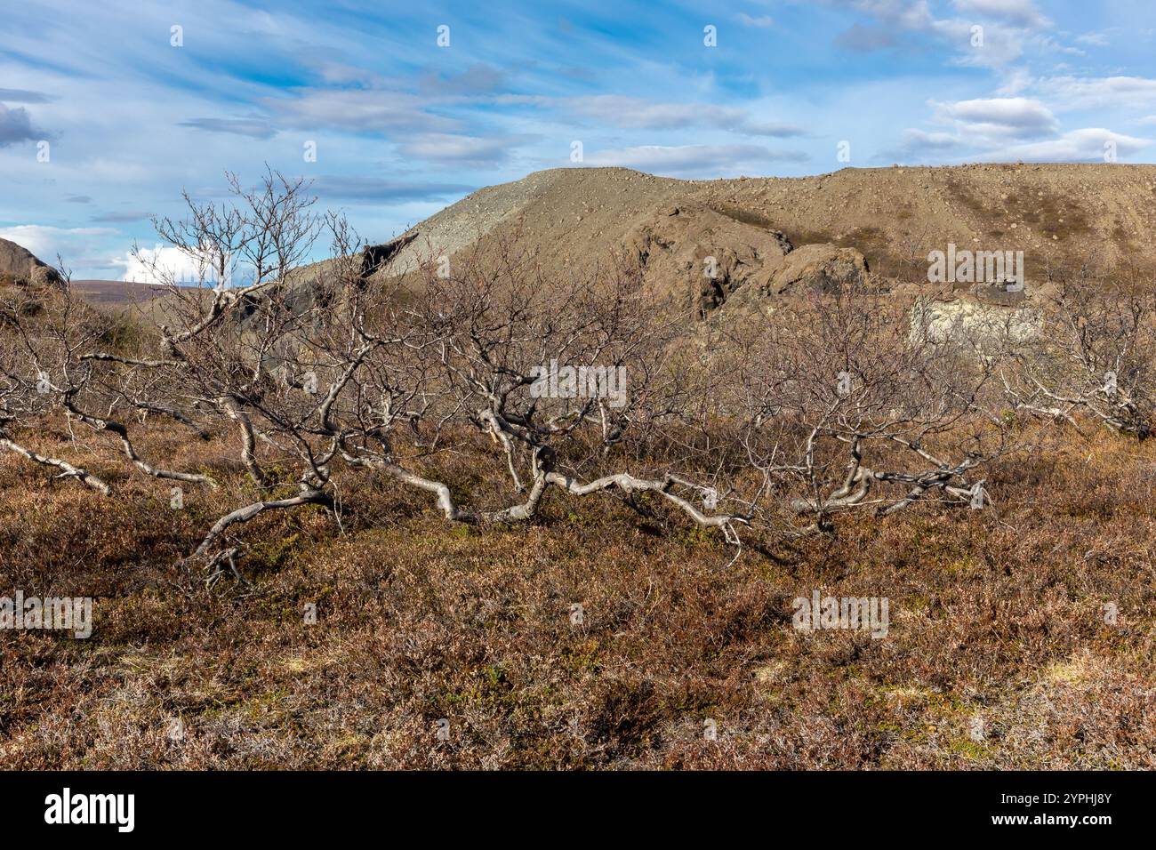 Betula nana, the dwarf birch shrubs with dry branches by the Jokulsa a ...