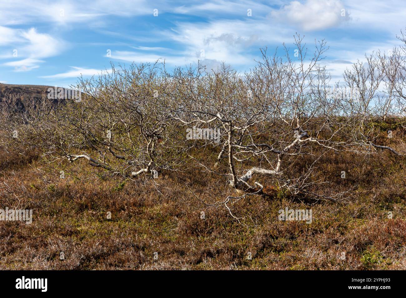 Betula nana, the dwarf birch shrubs with dry branches by the Jokulsa a ...