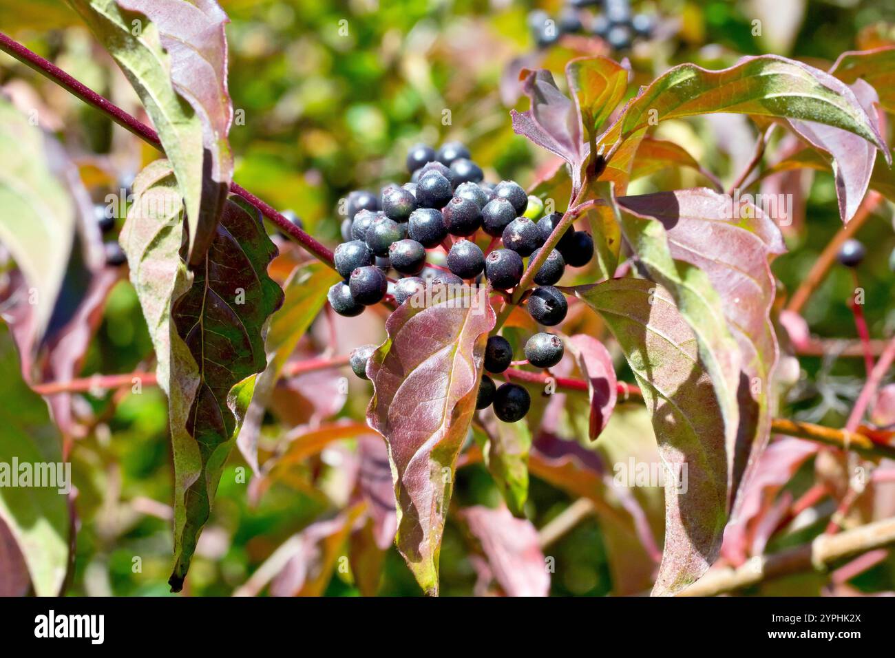 Dogwood (cornus sanguinea), close up showing the berries of the shrub ...
