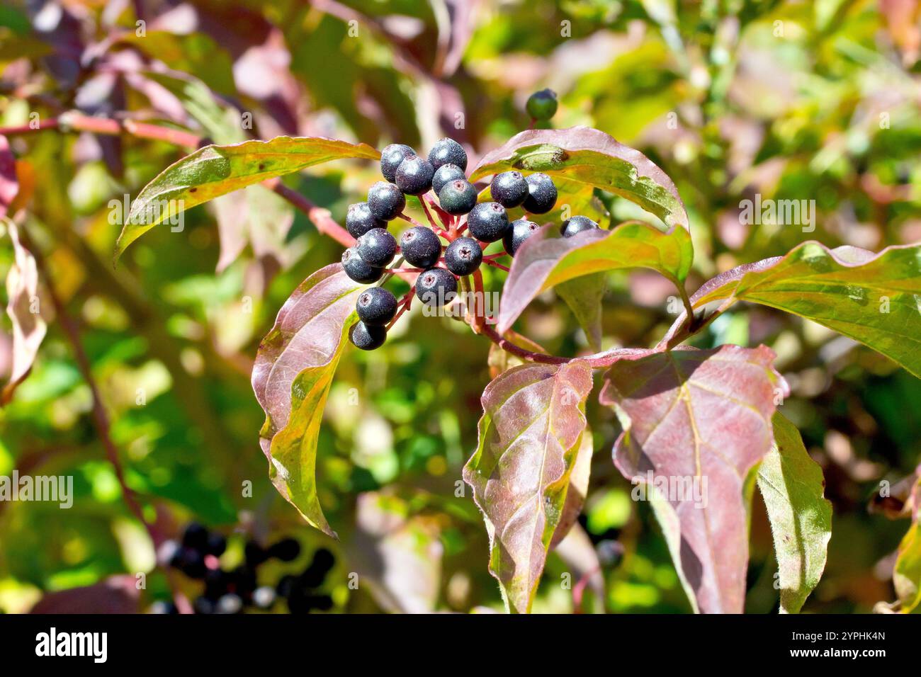 Dogwood (cornus sanguinea), close up showing the berries of the shrub ...