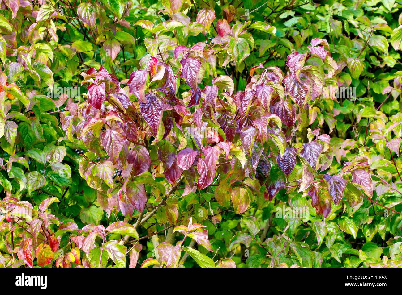 Cornus leaves changing colour hi-res stock photography and images - Alamy