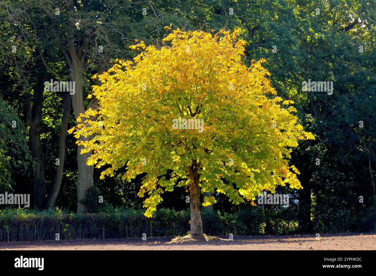 Horse Chestnut or Conker Tree (aesculus hippocastanum), a single ...
