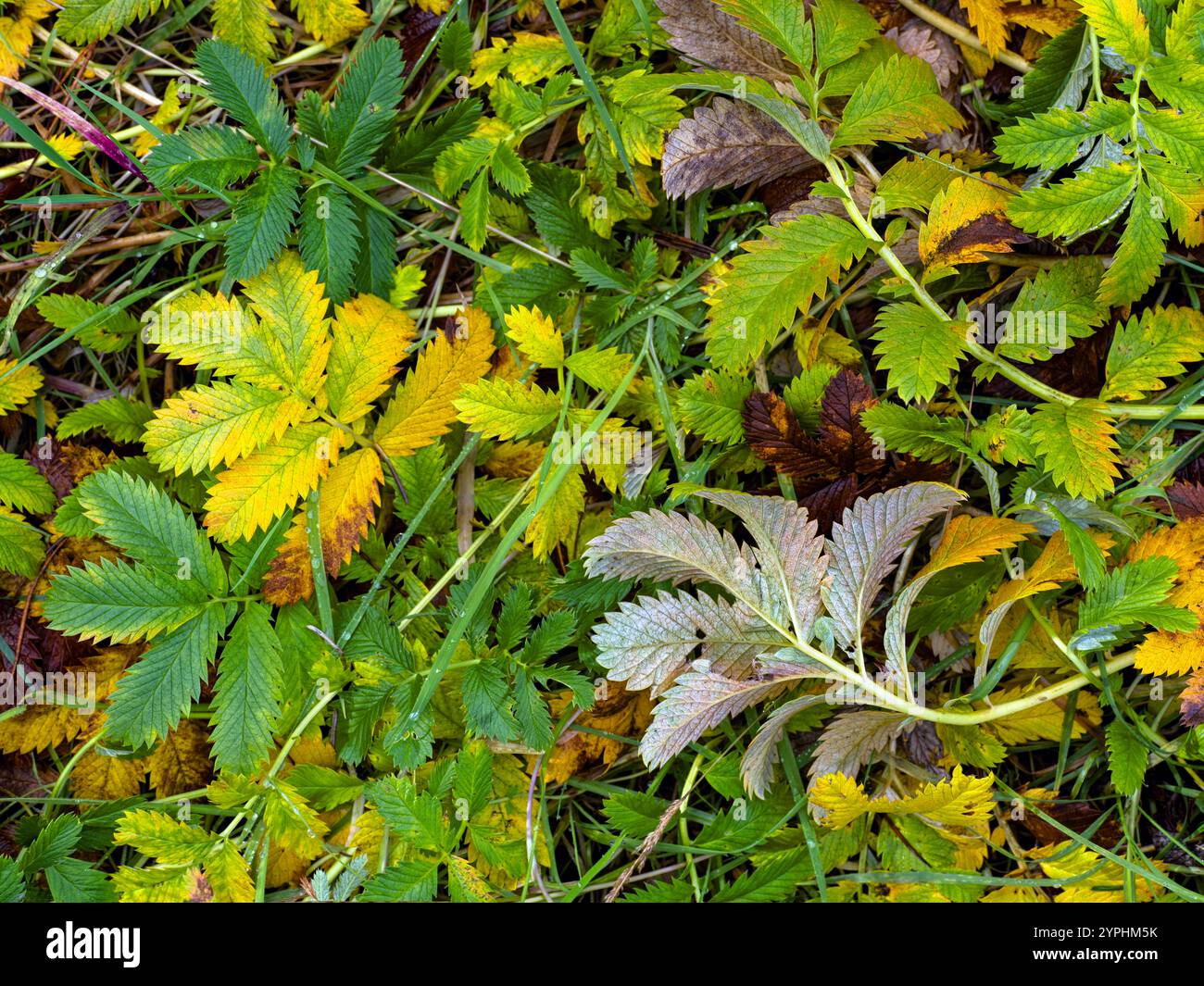 Autumn leaves turning color on the ground at Leadbetter Point State ...