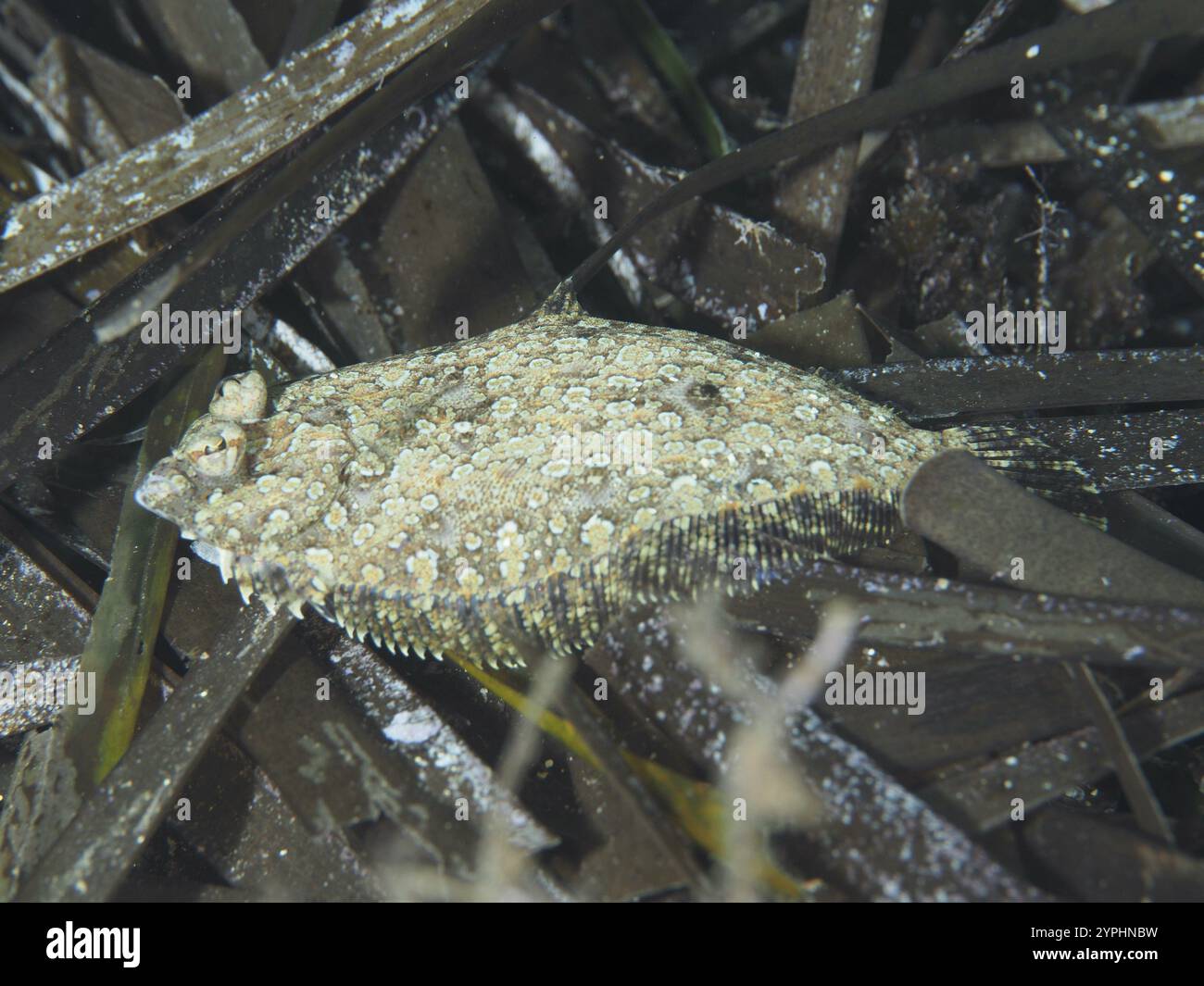 Mediterranean turbot on sea bottom hi-res stock photography and images ...