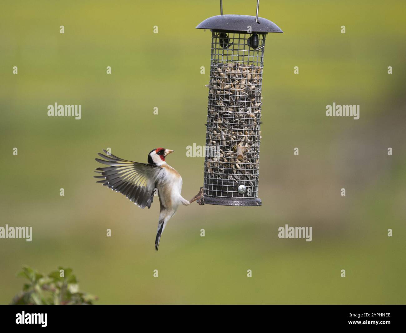 Goldfinch in flight hi-res stock photography and images - Alamy