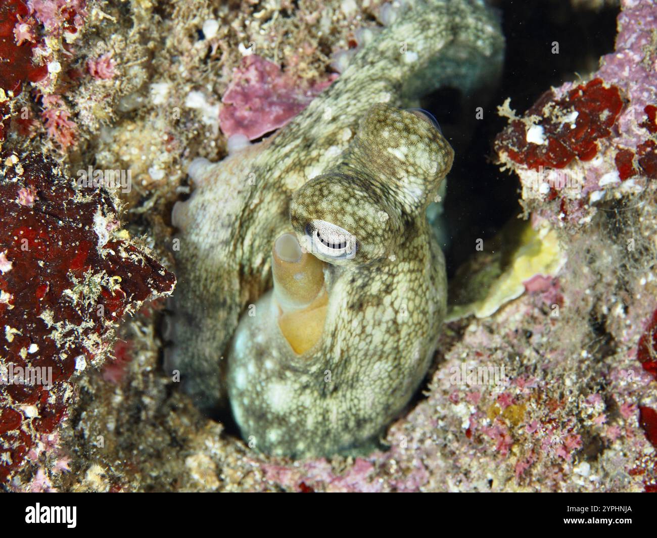 Octopus, Common Octopus (Octopus vulgaris) juvenile, camouflaging ...