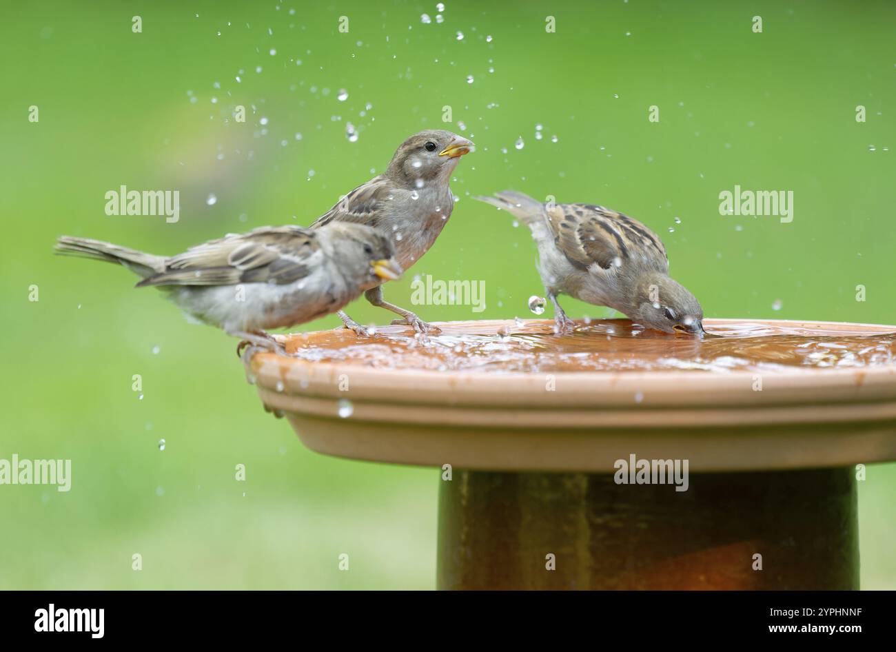 Oscines passeridae stands hi-res stock photography and images - Alamy