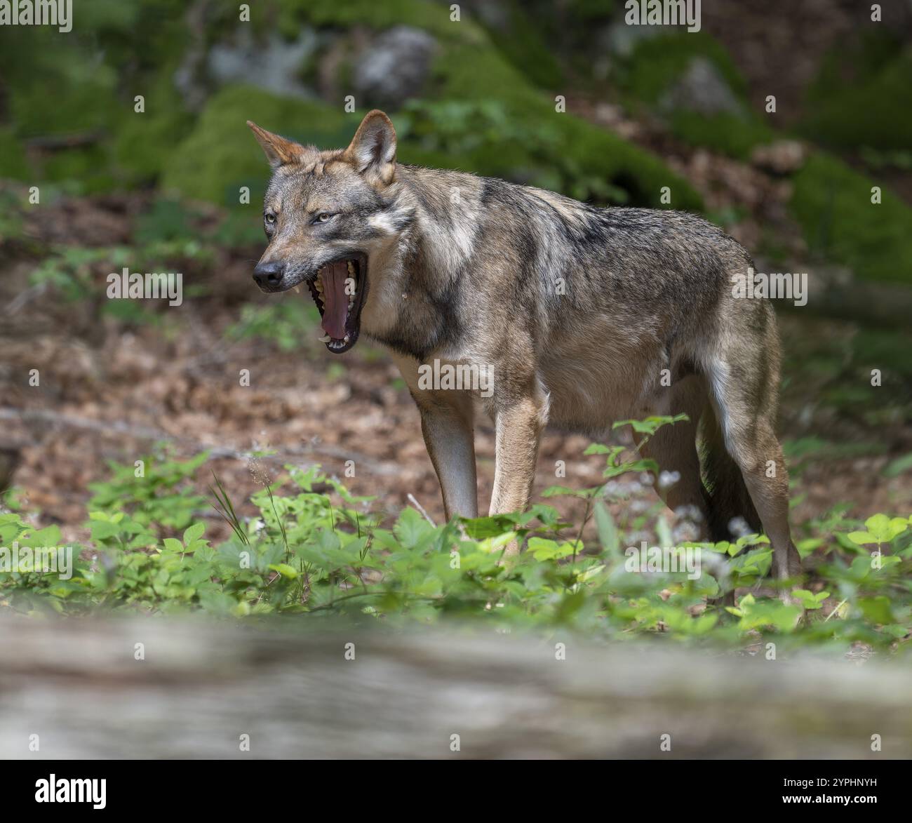 Wolf (Canis lupus) standing in the forest in a clearing and yawning ...