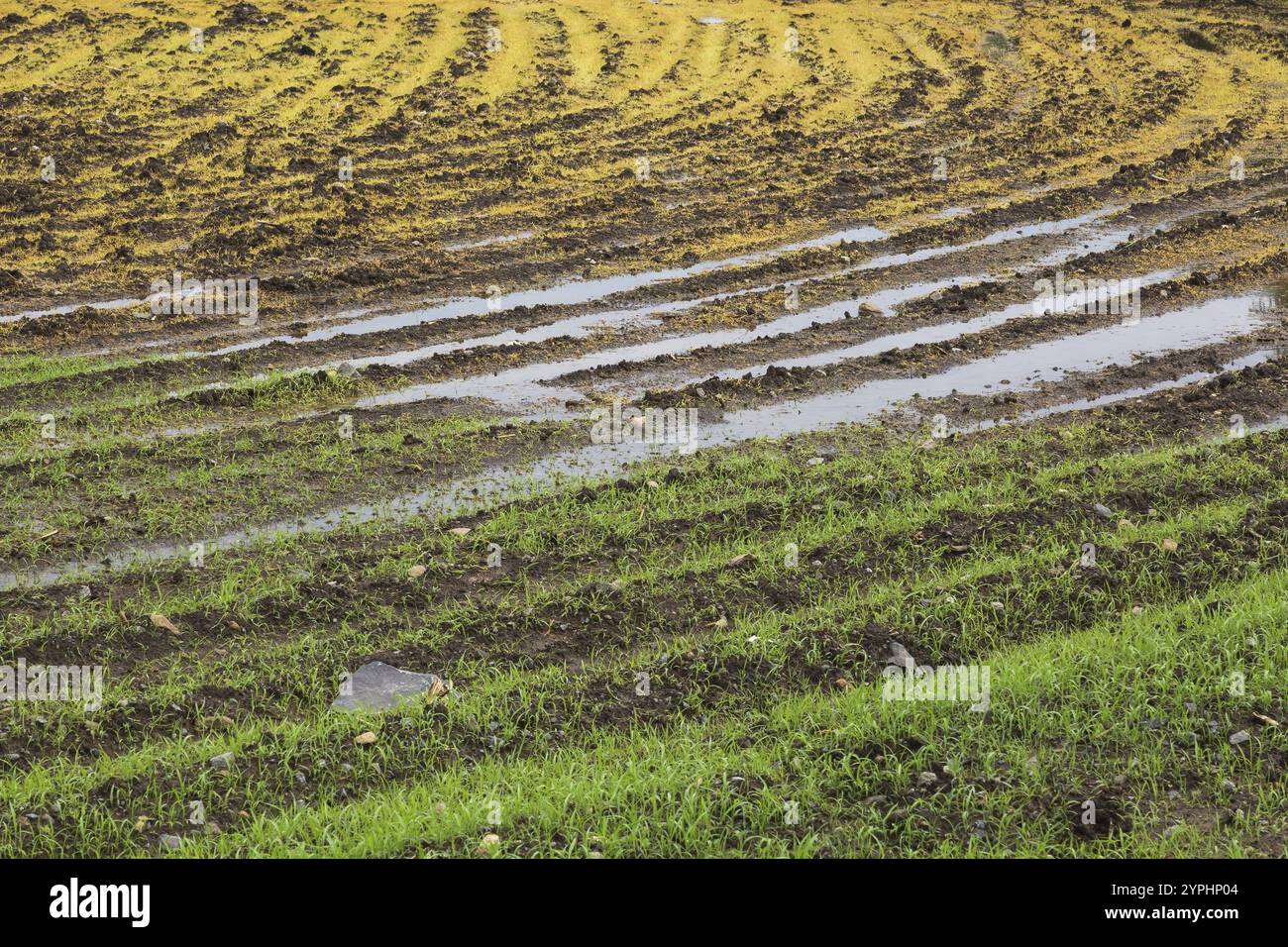 Agricultural field flooded and damaged by heavy rainfall due to climate ...
