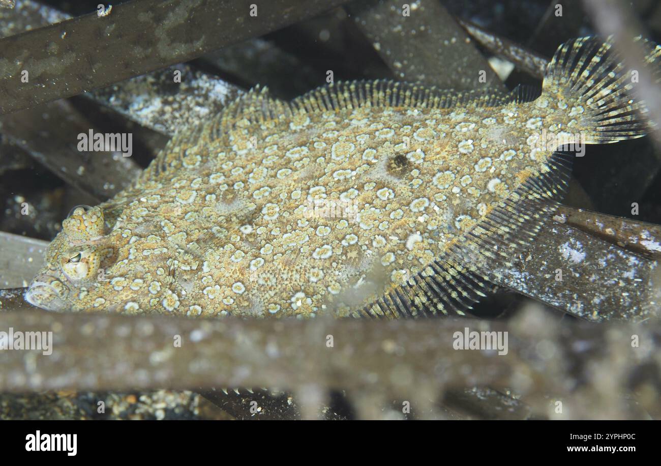 A well camouflaged flounder, eyespot dwarf turbot (Zeugopterus regius ...