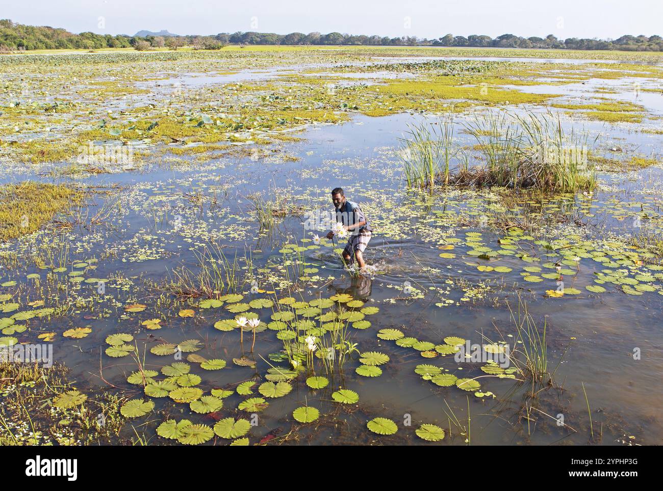 Sri Lankan man picking lotus flowers in Maminiyawa Wewa or reservoir ...