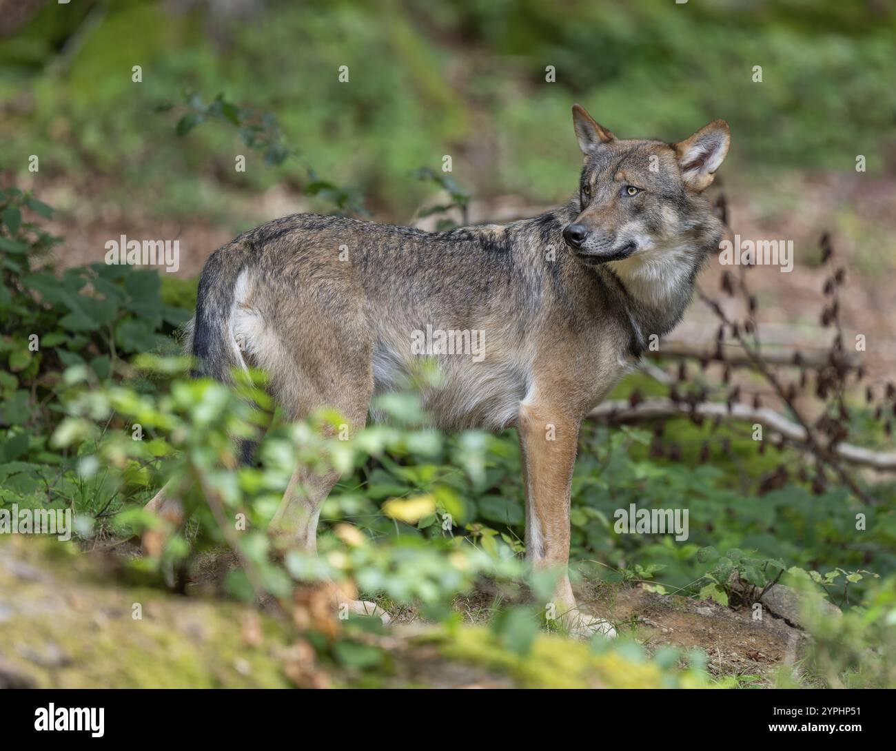 Wolf (Canis lupus) stands in a clearing in the forest and looks ...