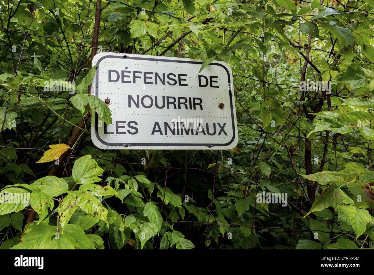 Close-up of Forbidden to Feed the Animals french language sign attached ...
