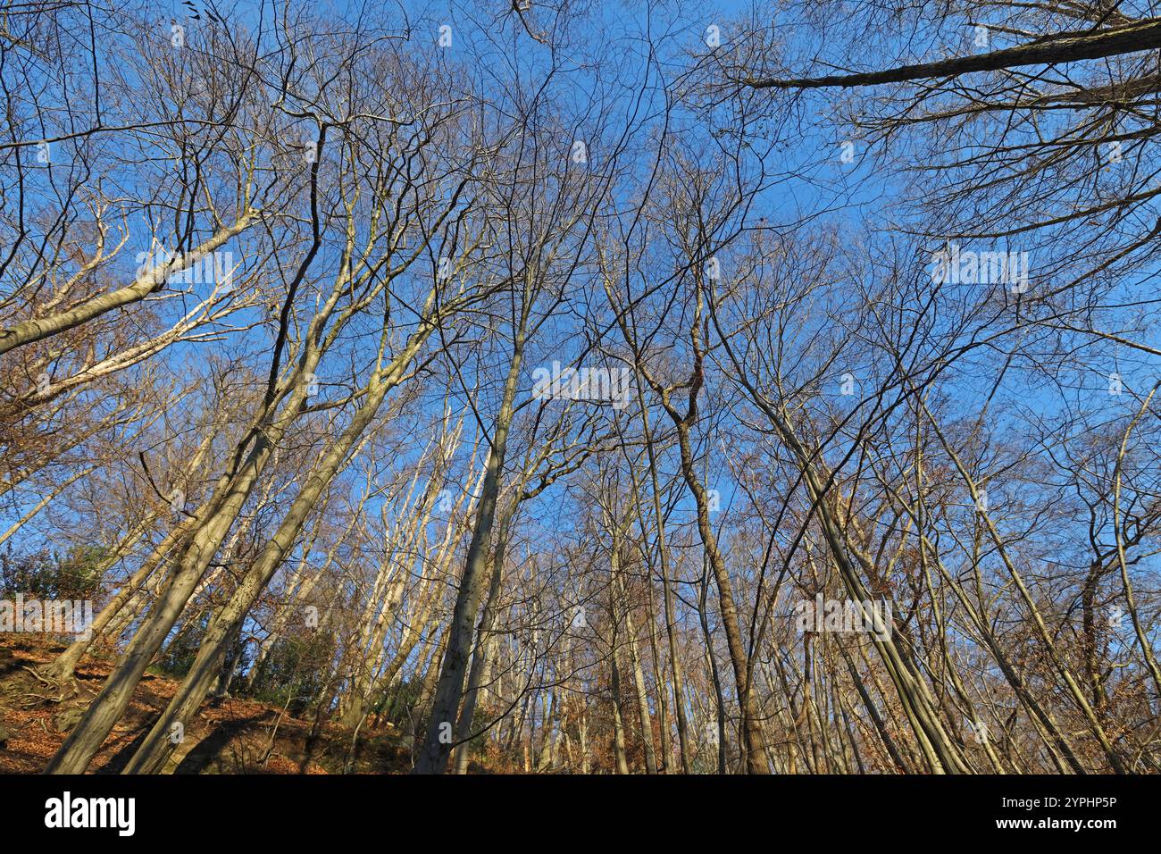 Wälder im Winterhalbjahr Sonnenlicht durchflutet einen Wald nach einer ...