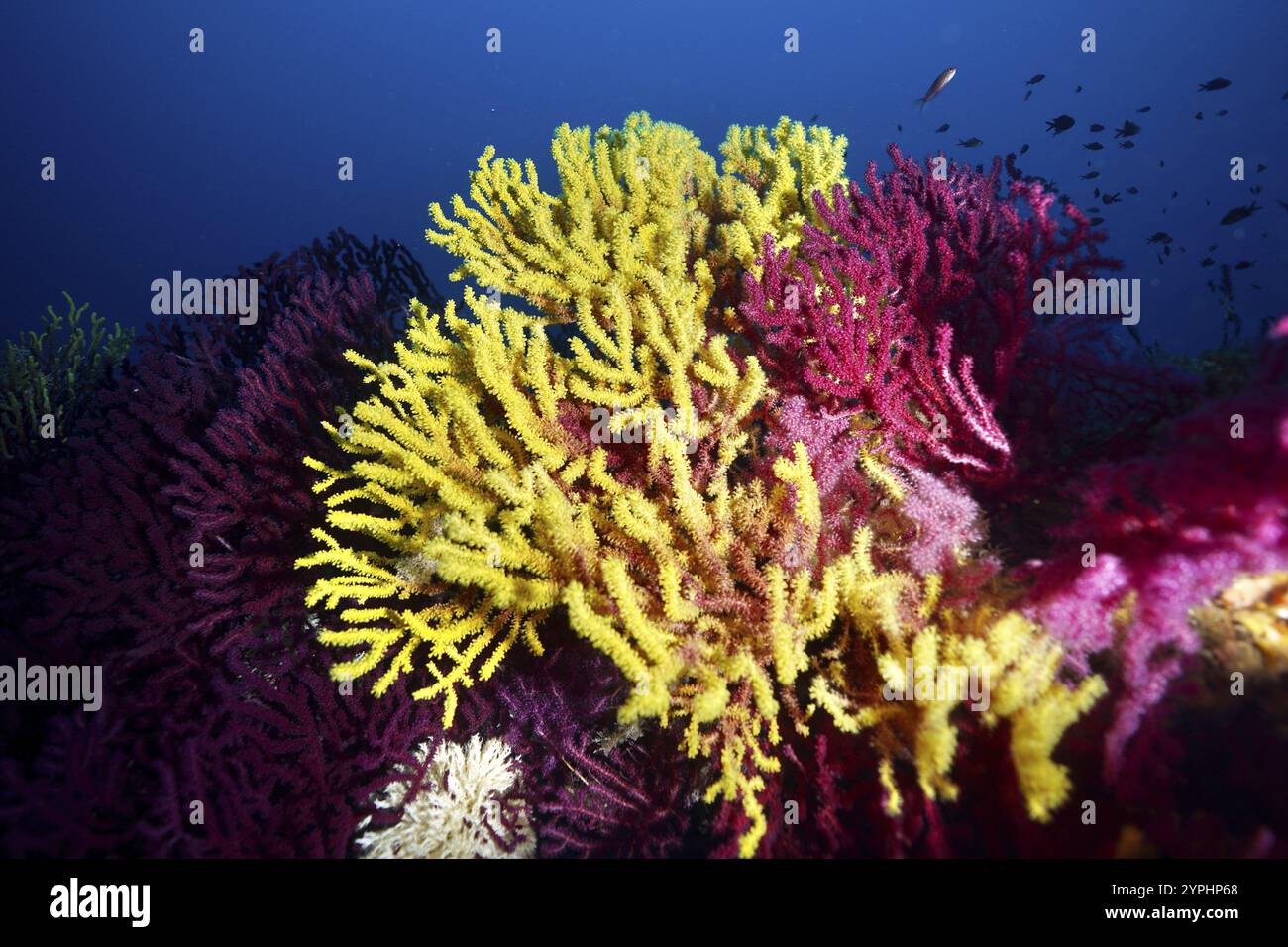 Gorgonian coral echinogorgia sp hi-res stock photography and images - Alamy
