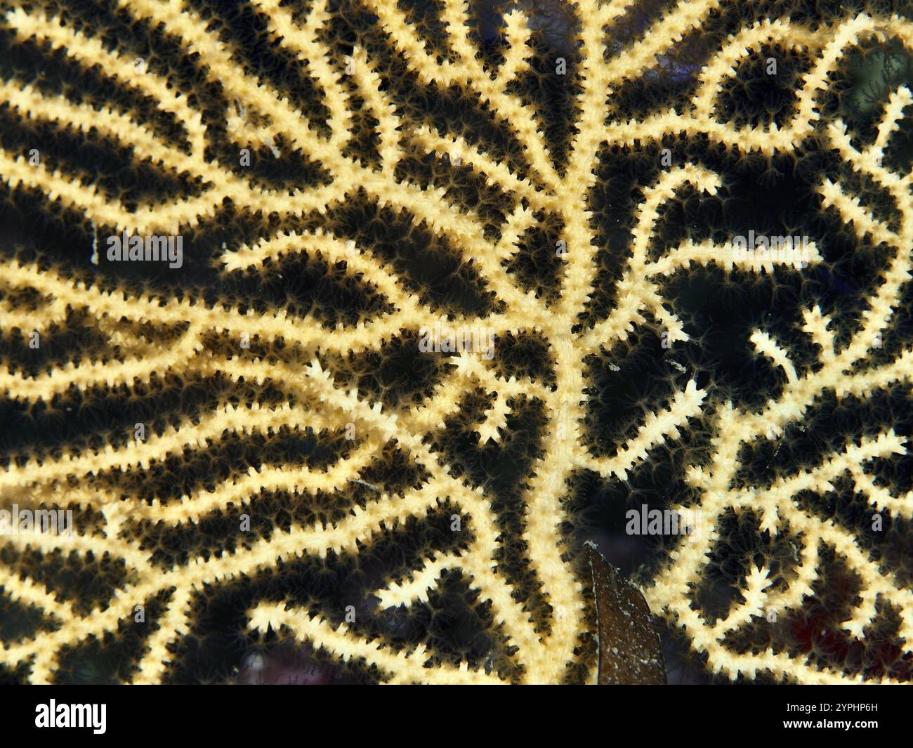 Branching designs hi-res stock photography and images - Alamy
