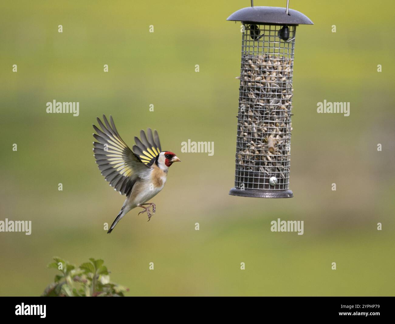 European Goldfinch (Carduelis carduelis), adult bird in flight about to ...