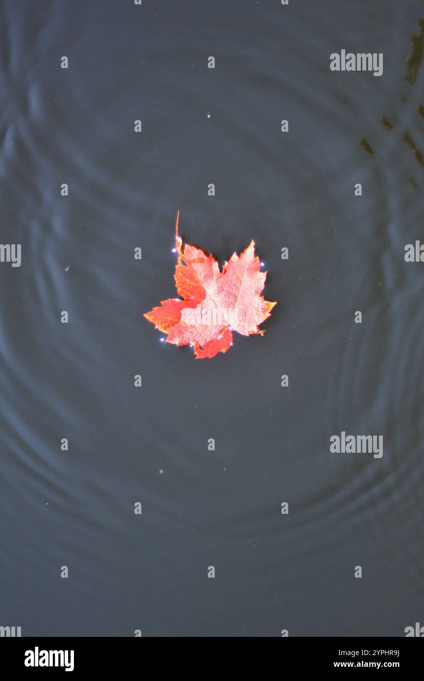 A red maple leaf making ripples in the water as it lands and then ...