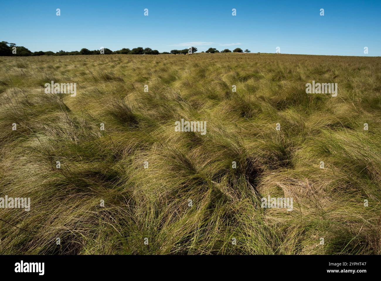Pampas grass landscape, La Pampa province, Patagonia, Argentina Stock ...