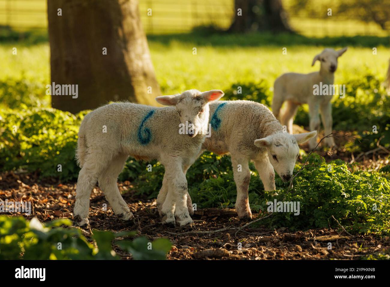 New lambs in field in springtime Stock Photo - Alamy