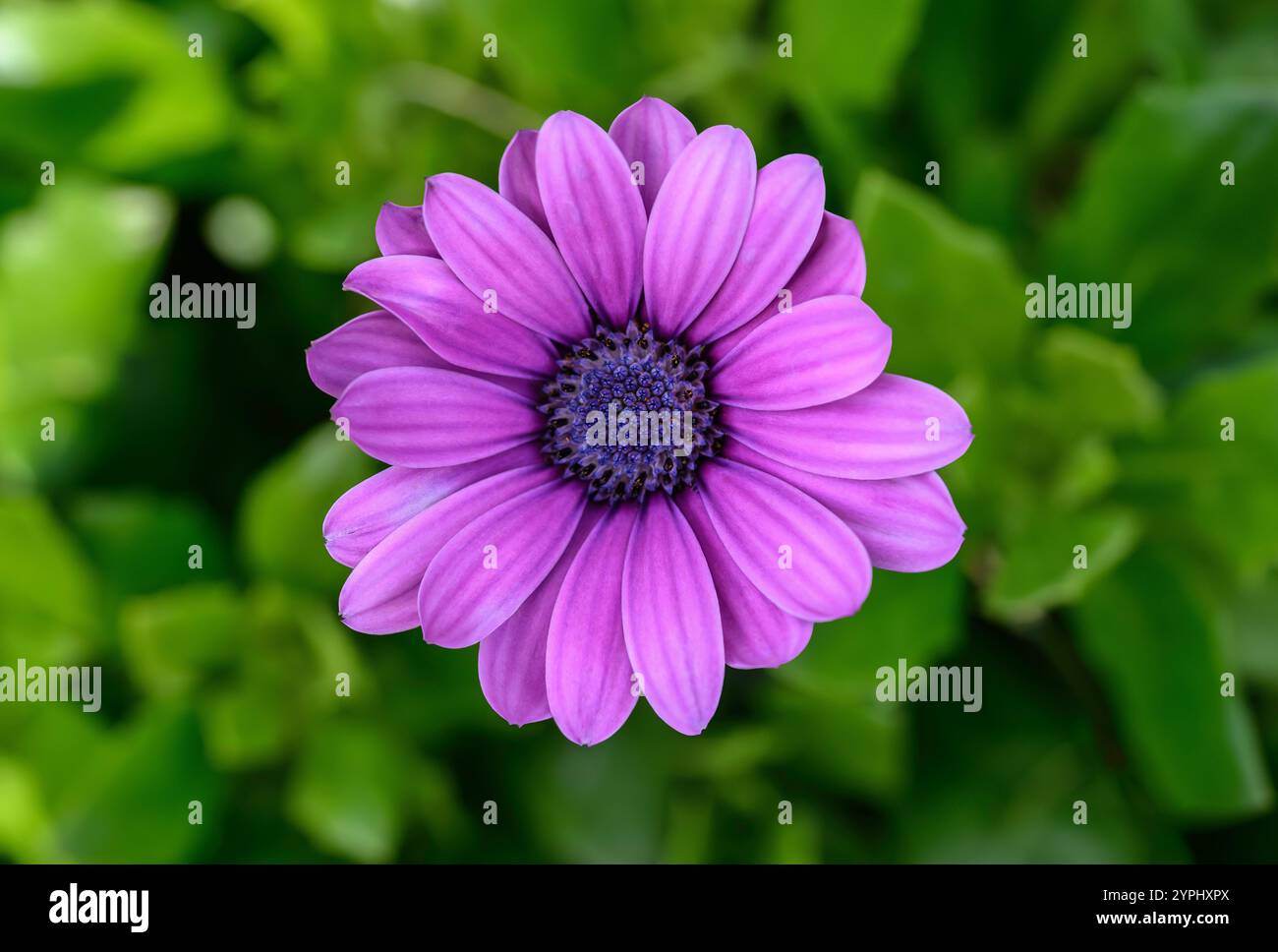 Vibrant purple flower hi-res stock photography and images - Alamy