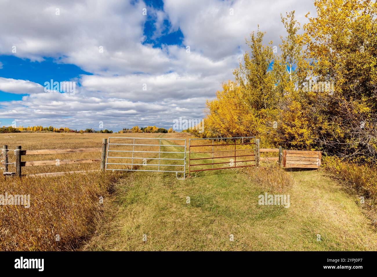 A gate in a field with a fence on the left side and trees on the right ...