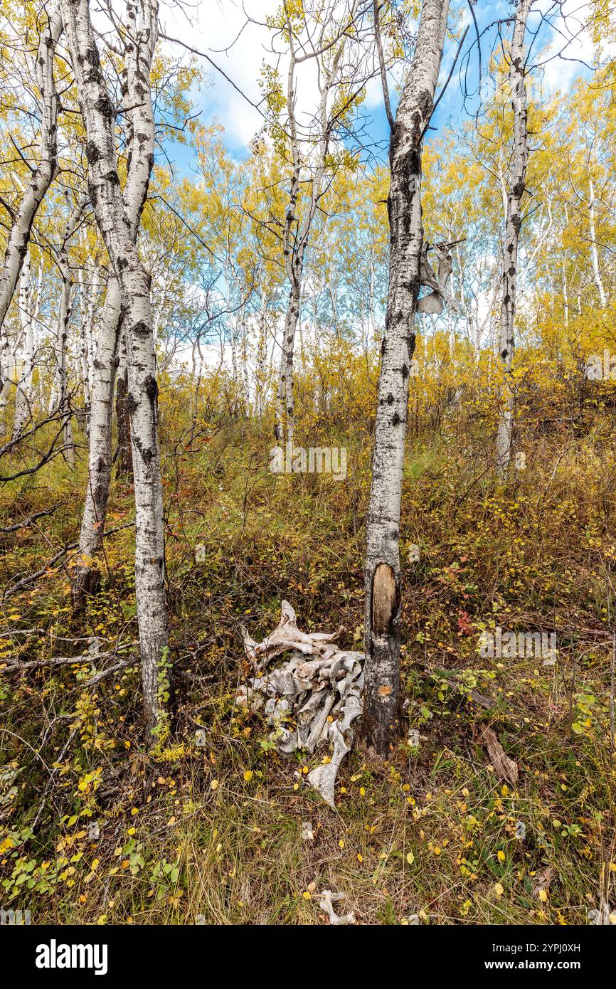 A tree stump is in the middle of a forest. The stump is surrounded by ...