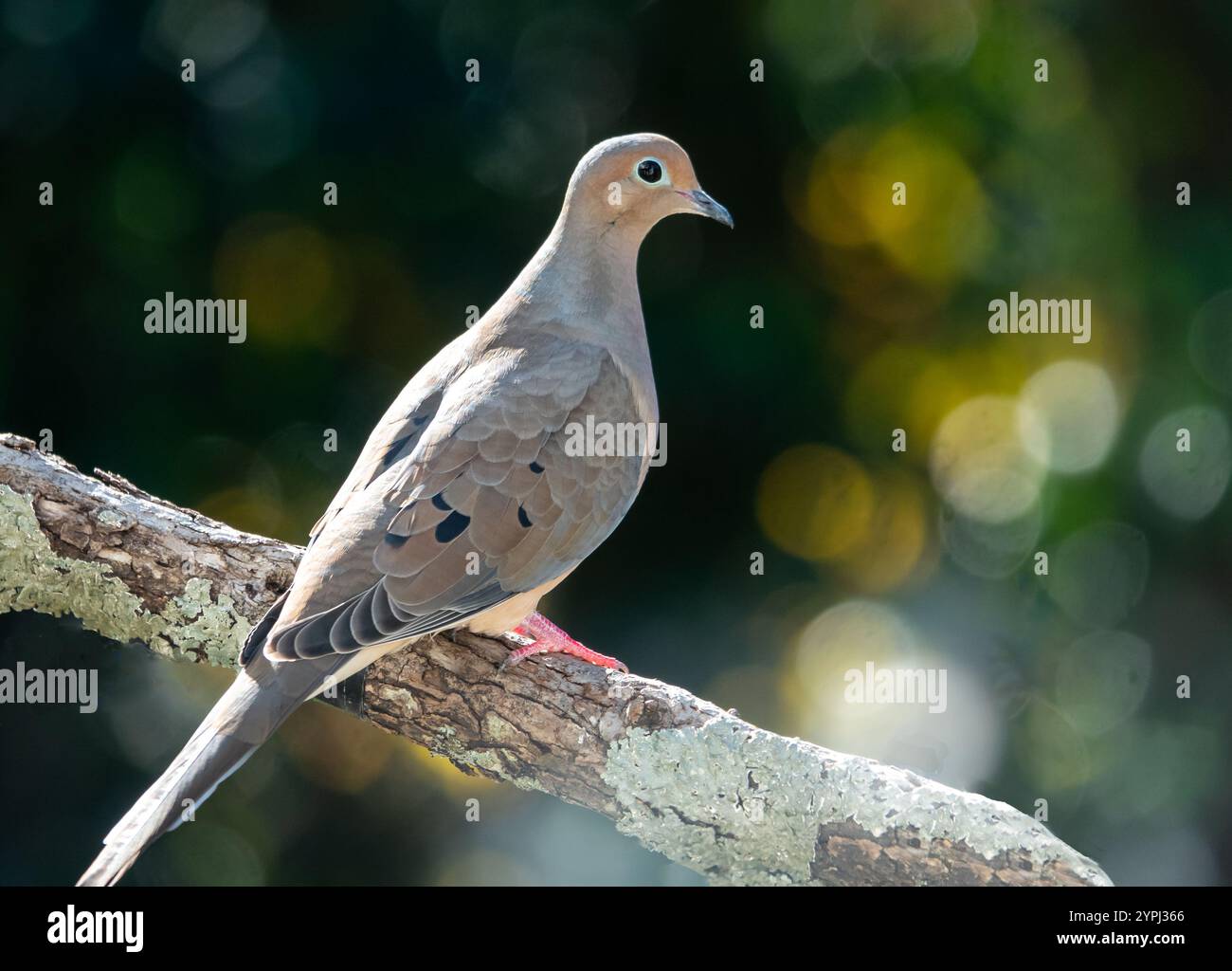 Dark dove green hi-res stock photography and images - Alamy