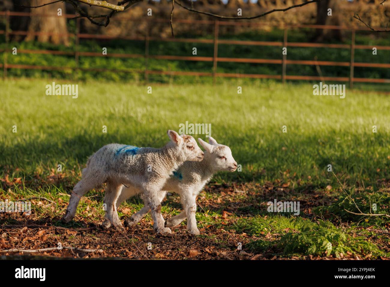 New lambs hi-res stock photography and images - Alamy