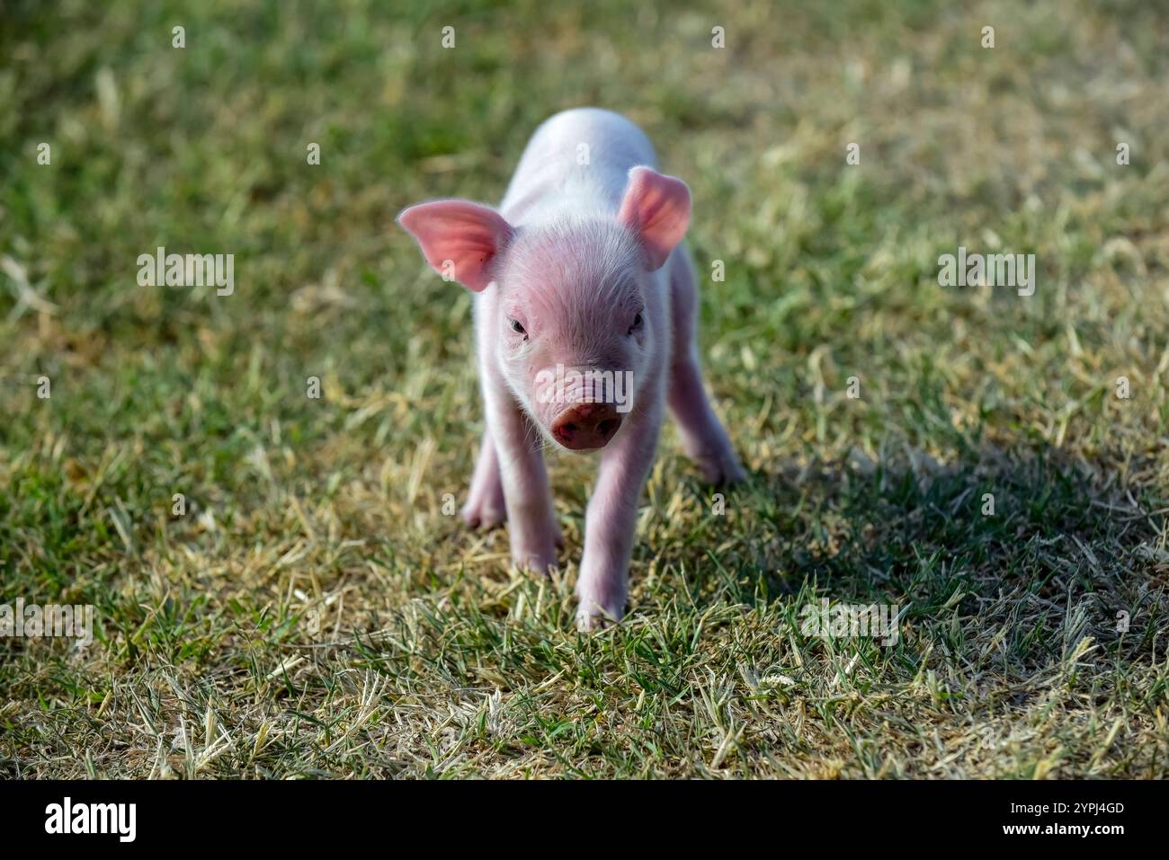 Piglet newborn baby, in farm landscape Stock Photo - Alamy