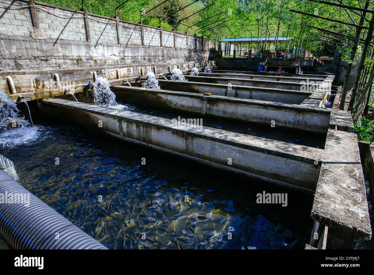 Trout breeding basin hi-res stock photography and images - Alamy