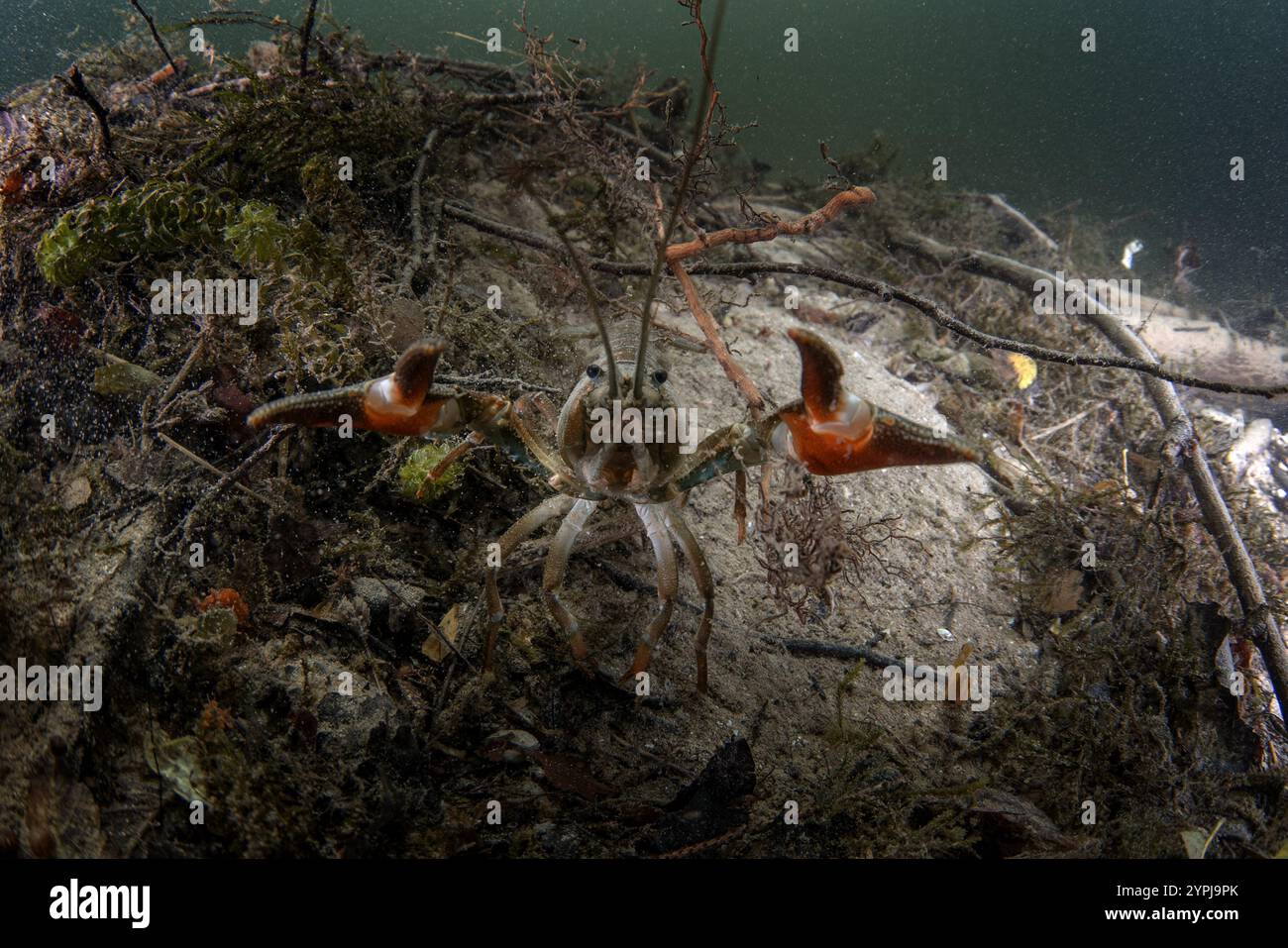 Signal crayfish on the bottom in the Traum river. Crayfish in the river ...