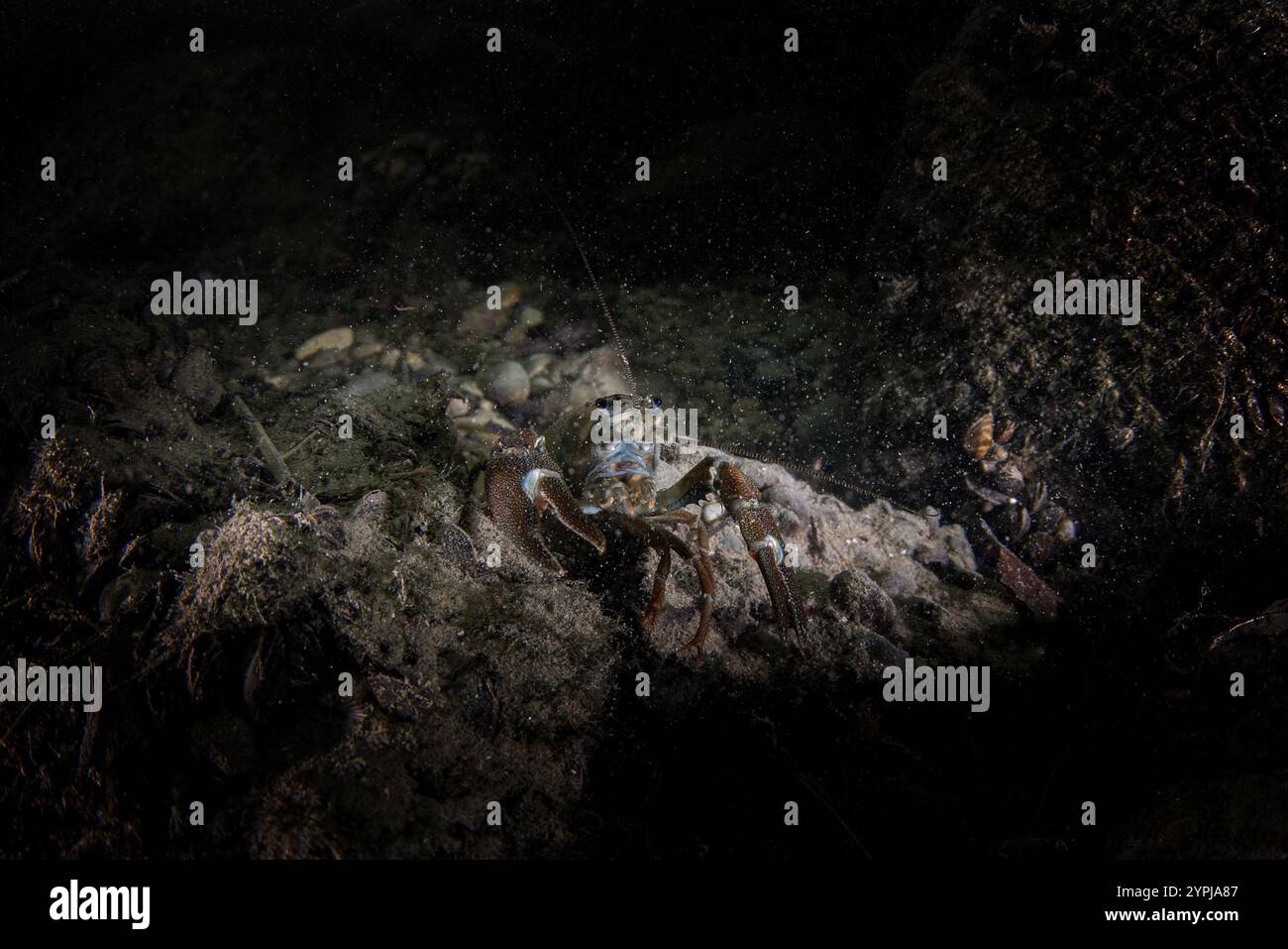 Signal crayfish on the bottom in the Traum river. Crayfish in the river ...