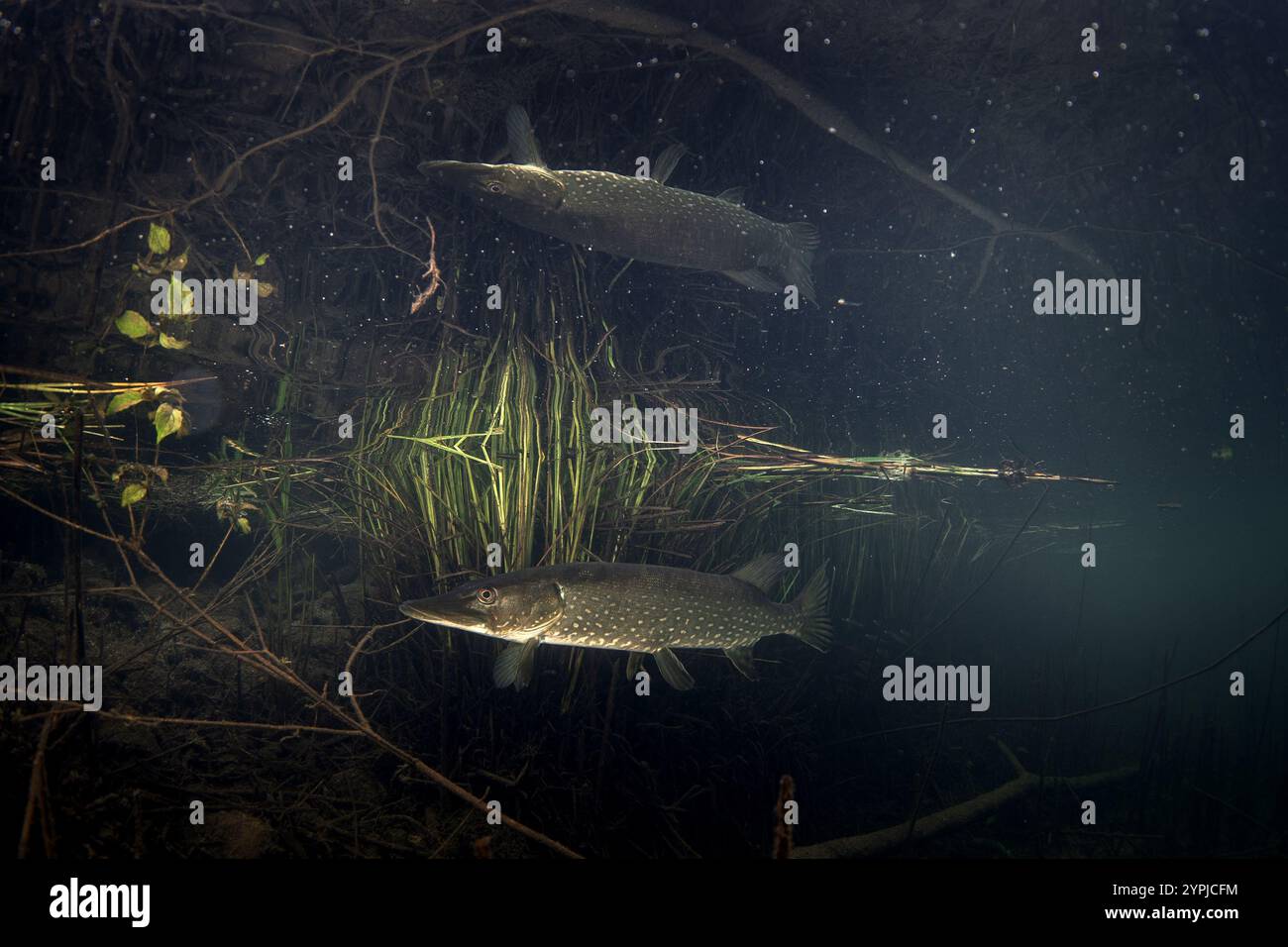 Northern pike in the european river. Life in fresh water. Pike on the ...