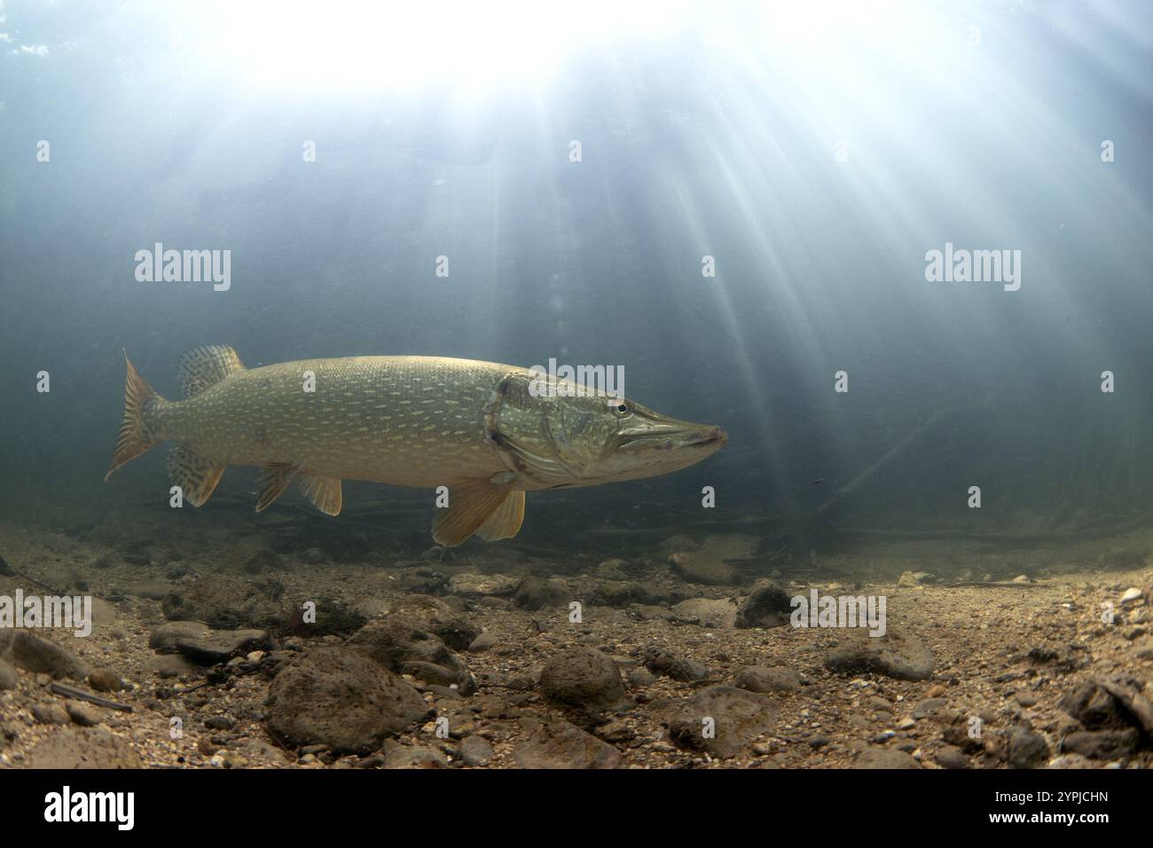 Northern pike in the european river. Life in fresh water. Pike on the ...