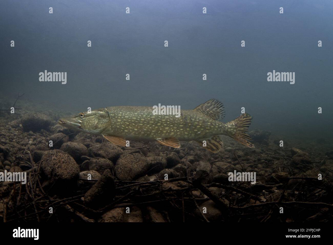 Northern pike in the european river. Life in fresh water. Pike on the ...