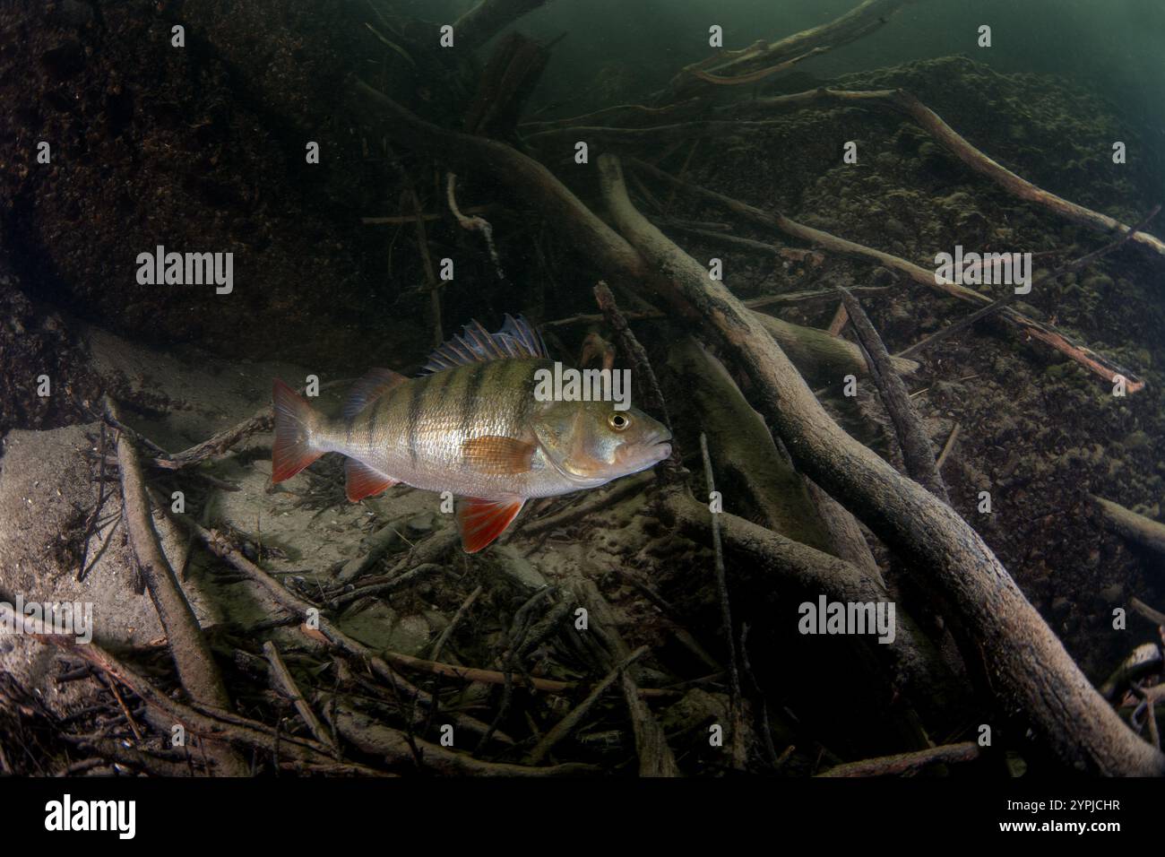 European perch on the bottom in the Traum river. Perch in the river ...